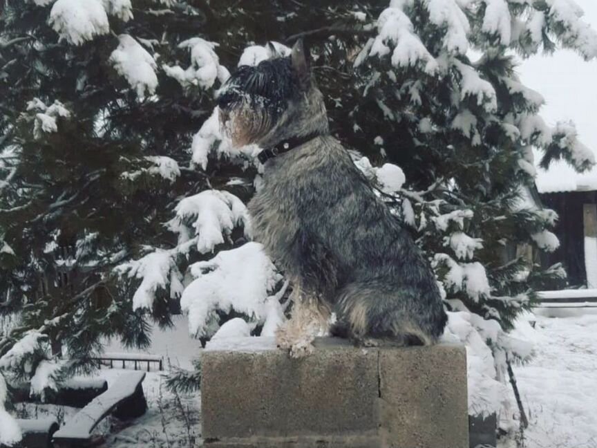 Миттельшнауцер