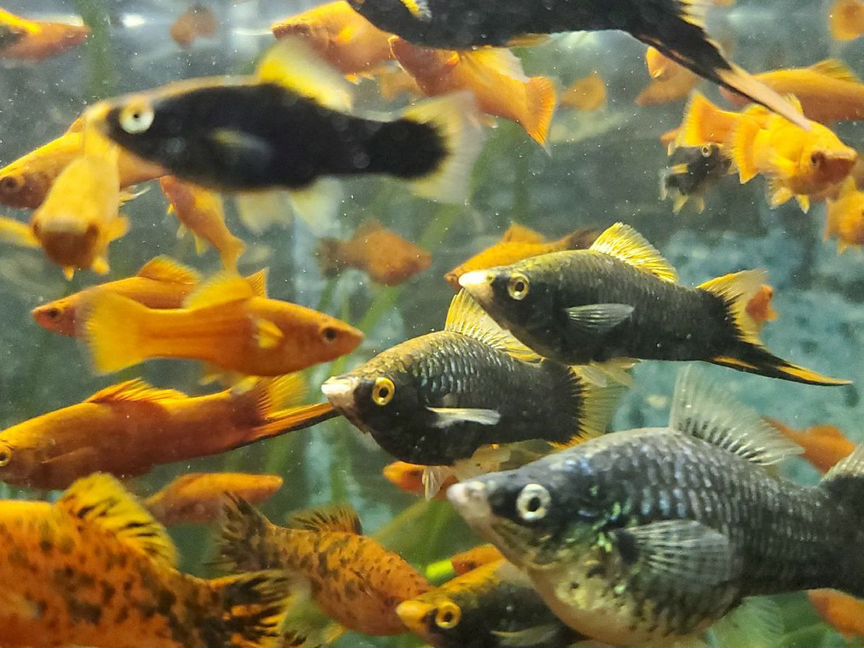 Меченосец (тигровые, красные, черные)