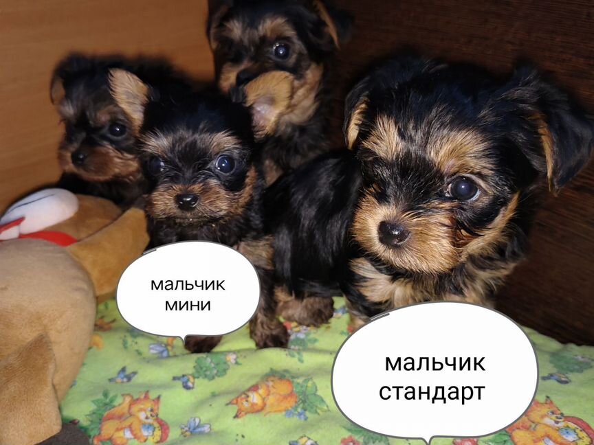 Йоркширский терьер щенки