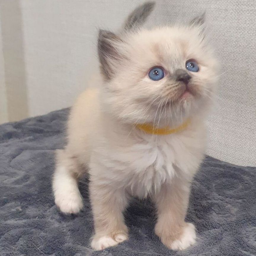 Рэгдолл котёнок