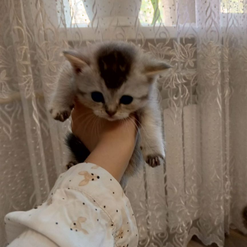 Алиментный котенок