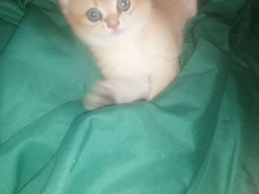 Золотая шиншилла