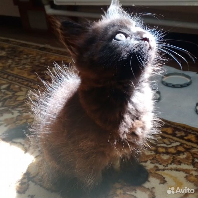 Черные котята (две пушистые девочки)