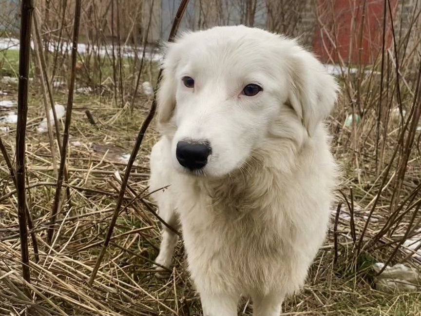 Собака в добрые руки