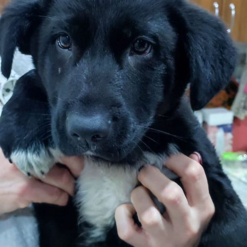 Щенок в добрые руки бесплатно