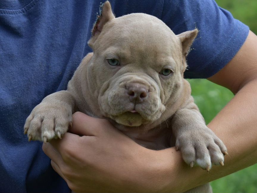 Американский булли