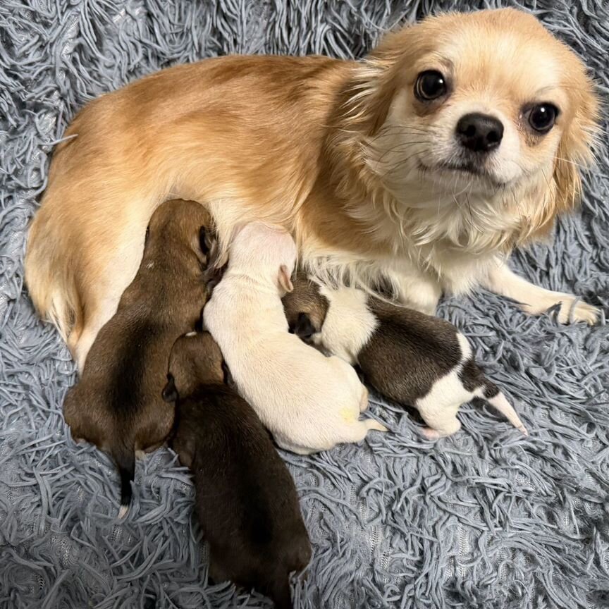 Чихуахуа, щенок