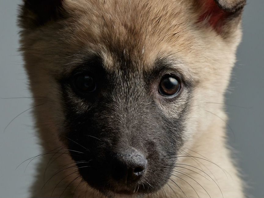 Щенки овчарки