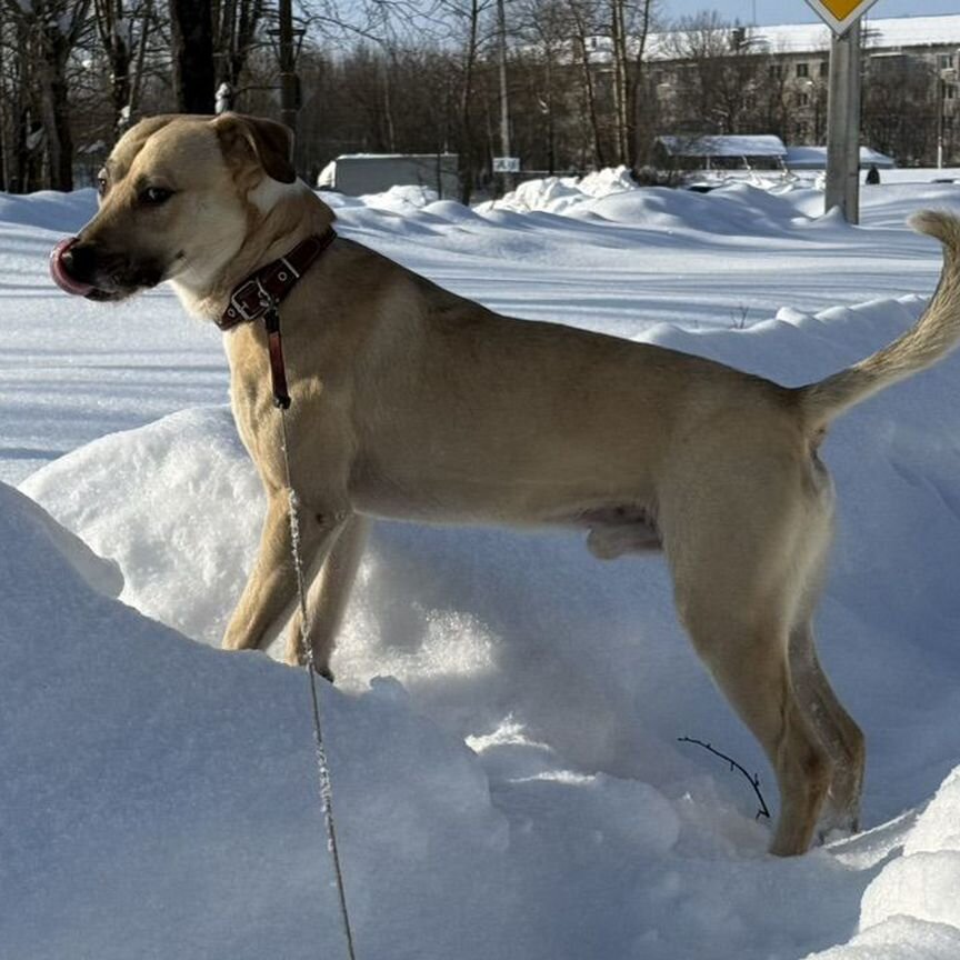 Американский стаффордширский терьер, взрослый пёс