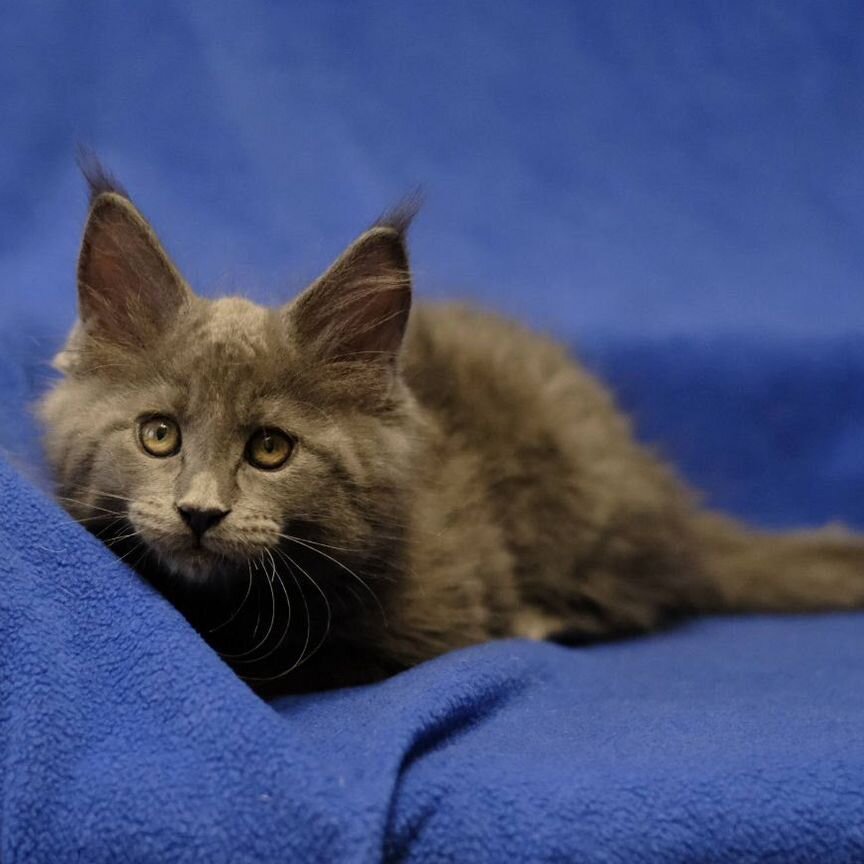 Мейн-кун котёнок