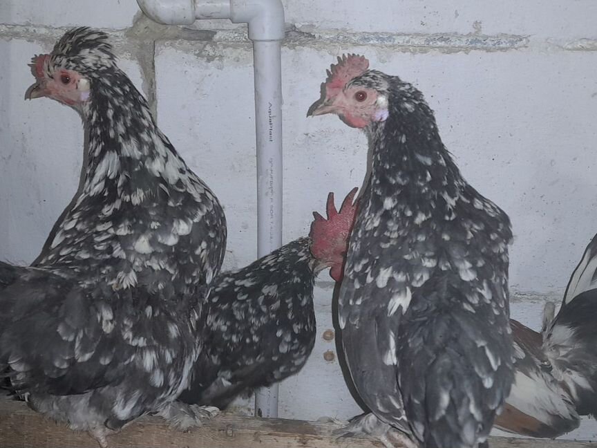 Семья бентамок