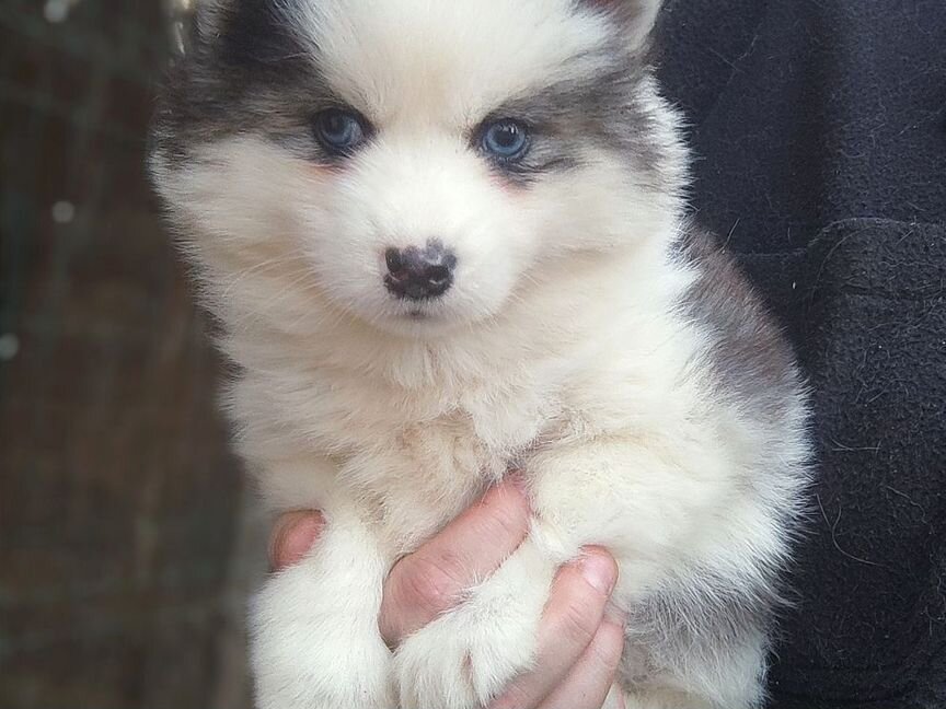 Помски девочка