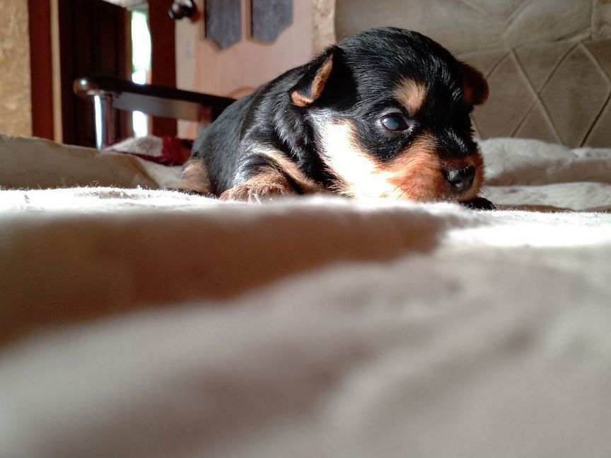 Щенки йорка