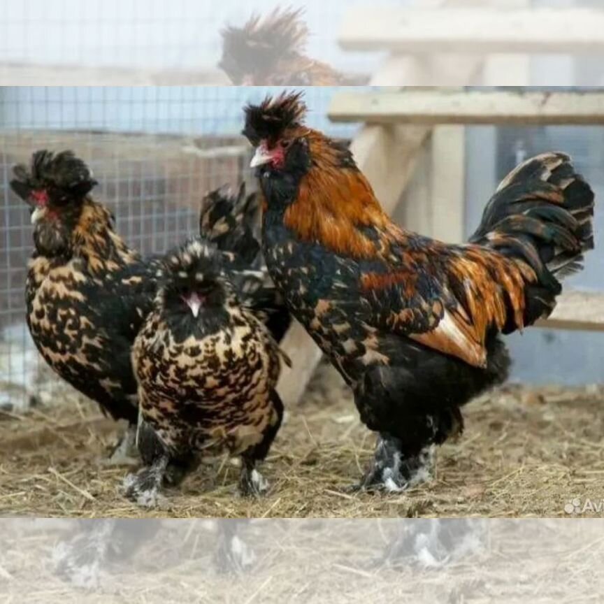 Семья Павловское золото