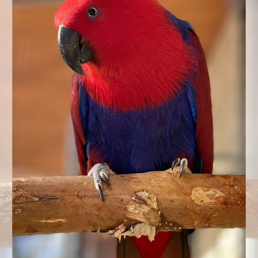 Попугай Эклектус