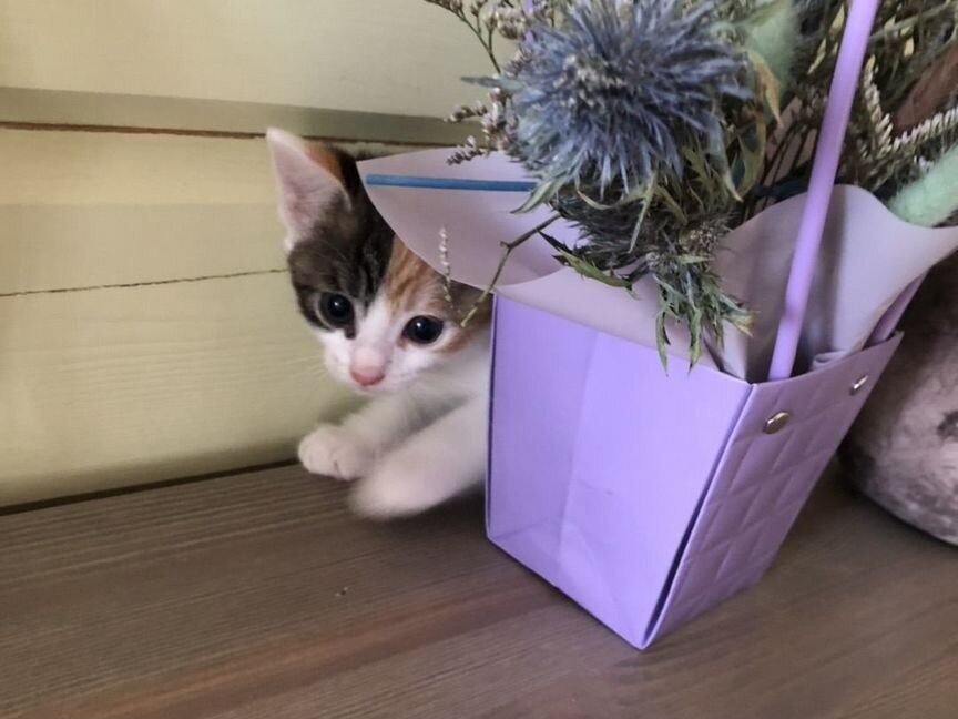 Пушистая богатка 1 месяц