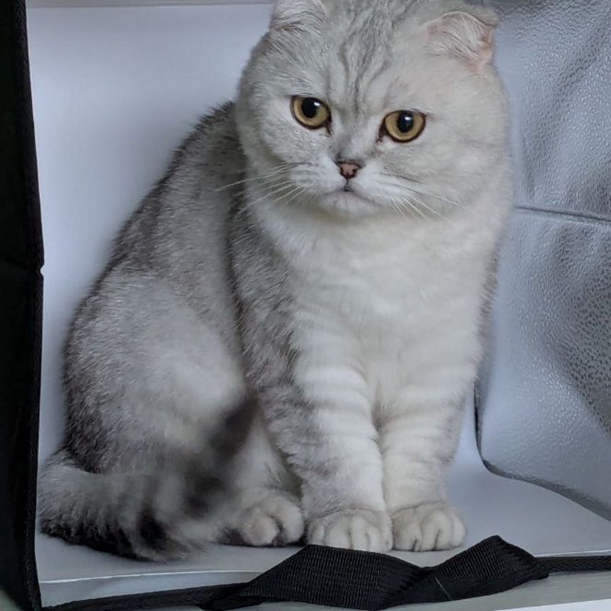Шотландская вислоухая короткошёрстная, взрослая кошка