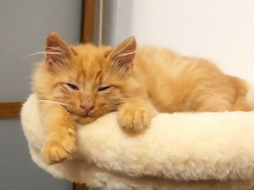 Рыжий Котенок Лу
