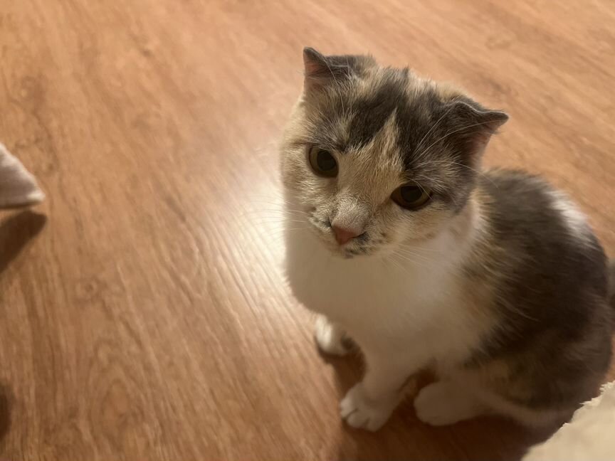 Шотландская кошечка, котёнок