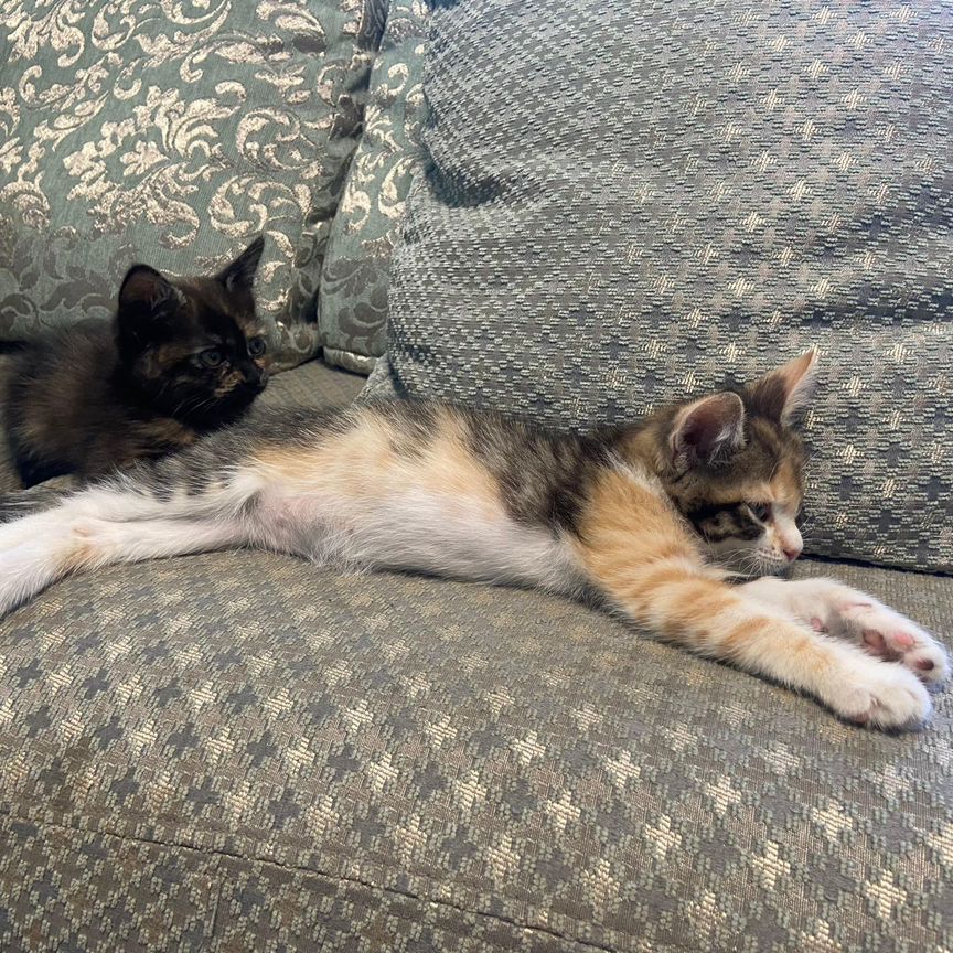 Отдам в добрые руки котят