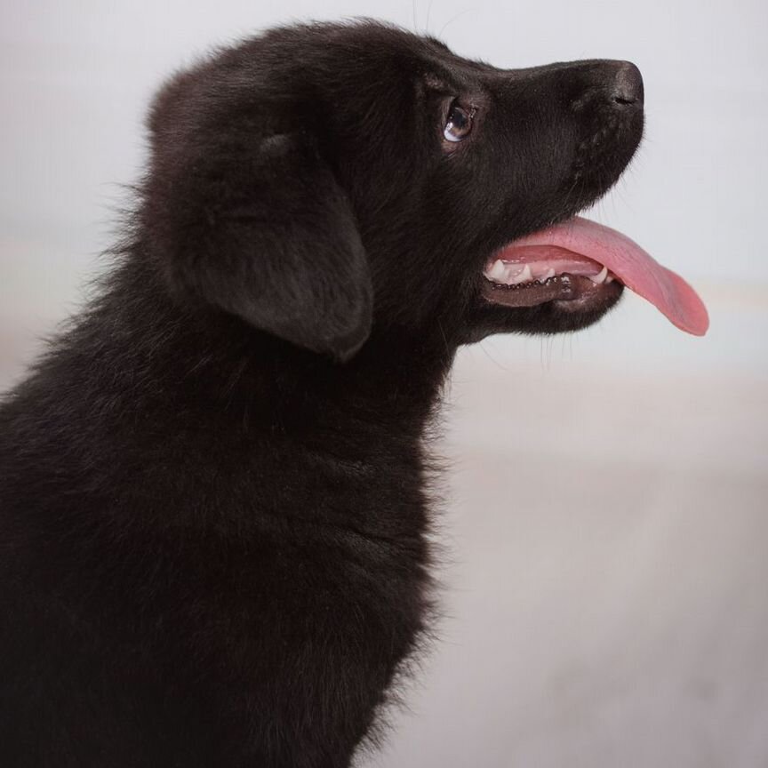 Маленький чудо-щенок ищет семью