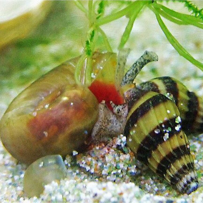 Хищные улитки хилена