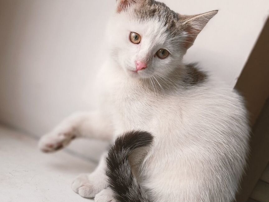 Котята ищут семью