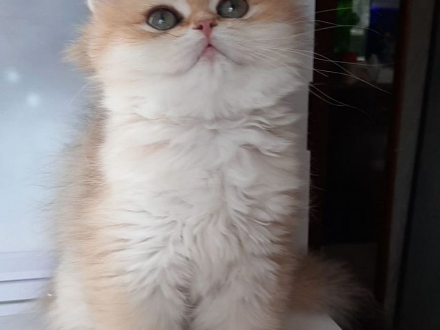 Золотой котик