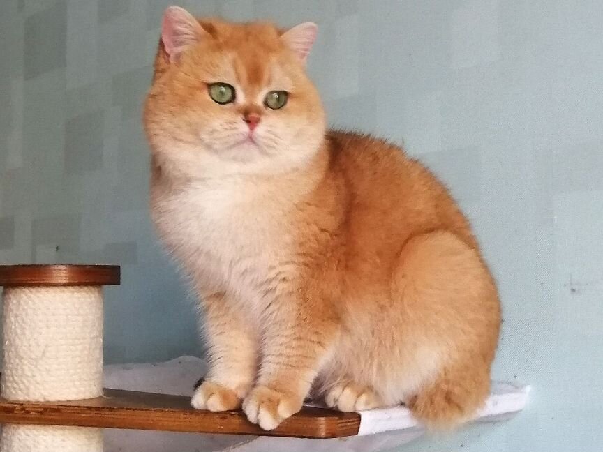 Котик золотой британец