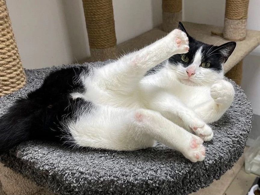 Солнечный нежный котик