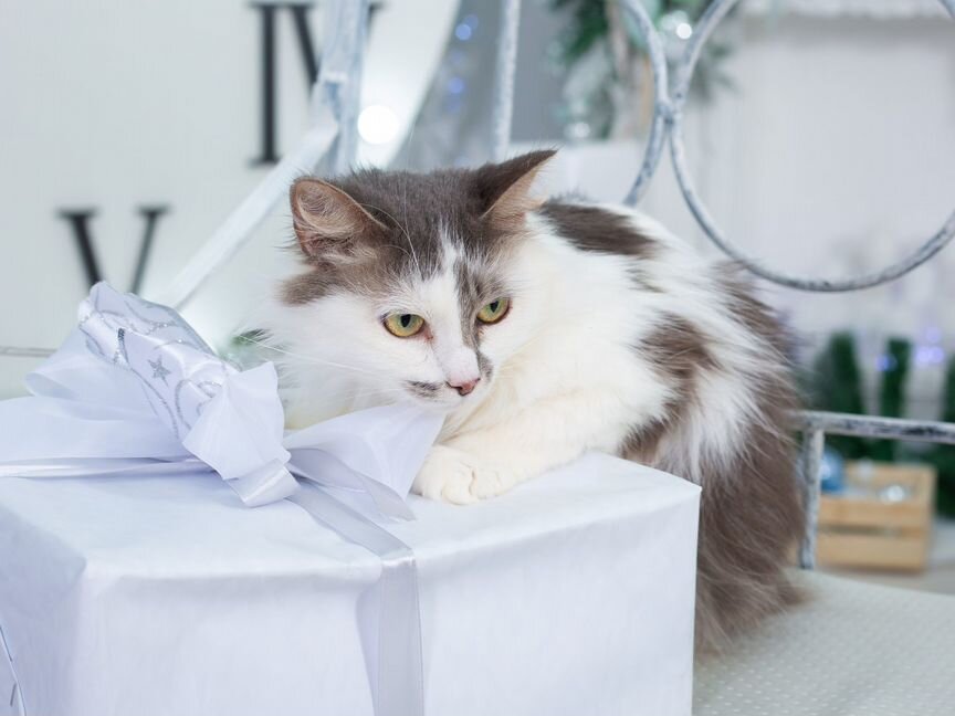 Кошка Снежка