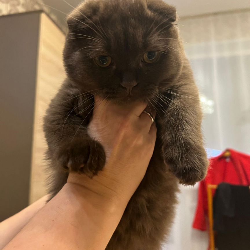 Шотландский котик