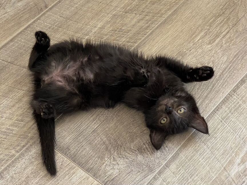 Котята девочки