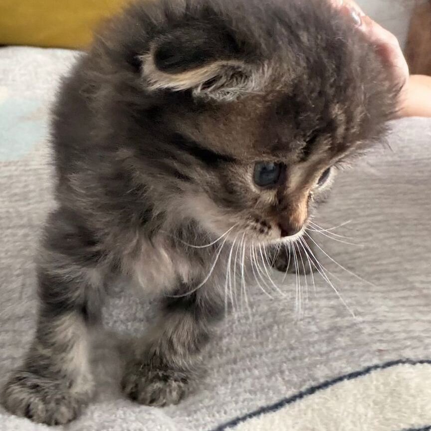 Шотландский вислоухий длинношёрстный котёнок