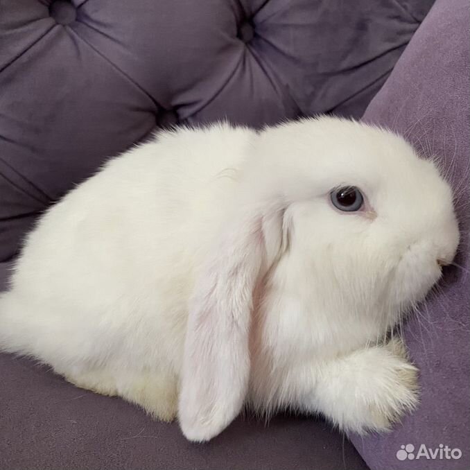 Кролик вислоухий