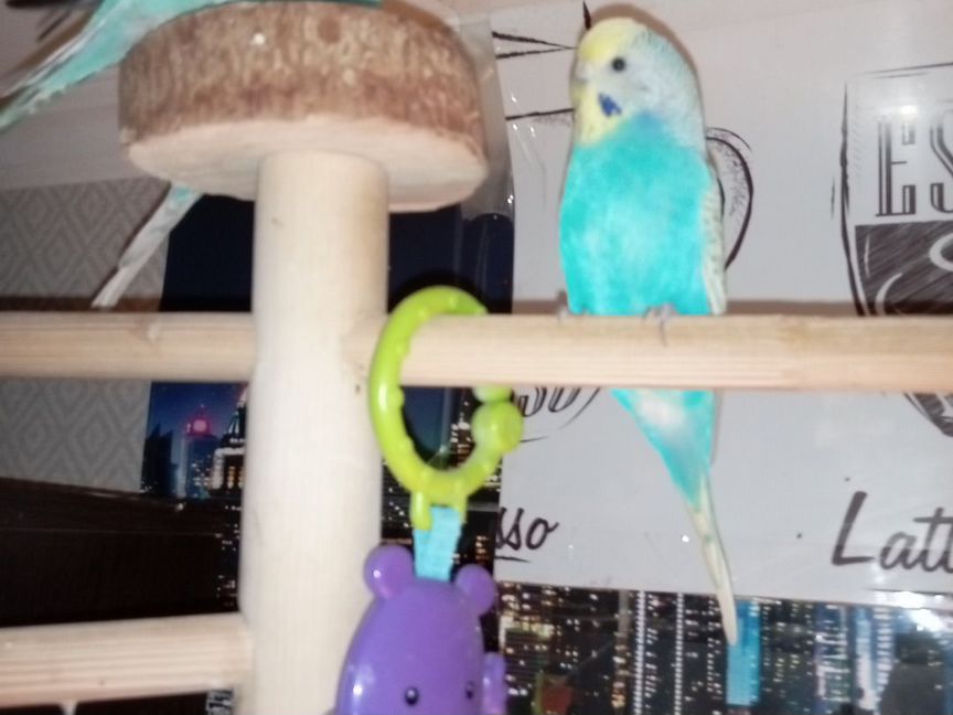 Волнистые попугаи-Самки