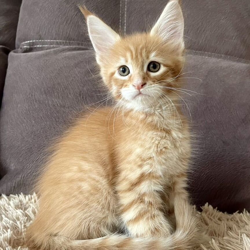 Мейн-кун котёнок