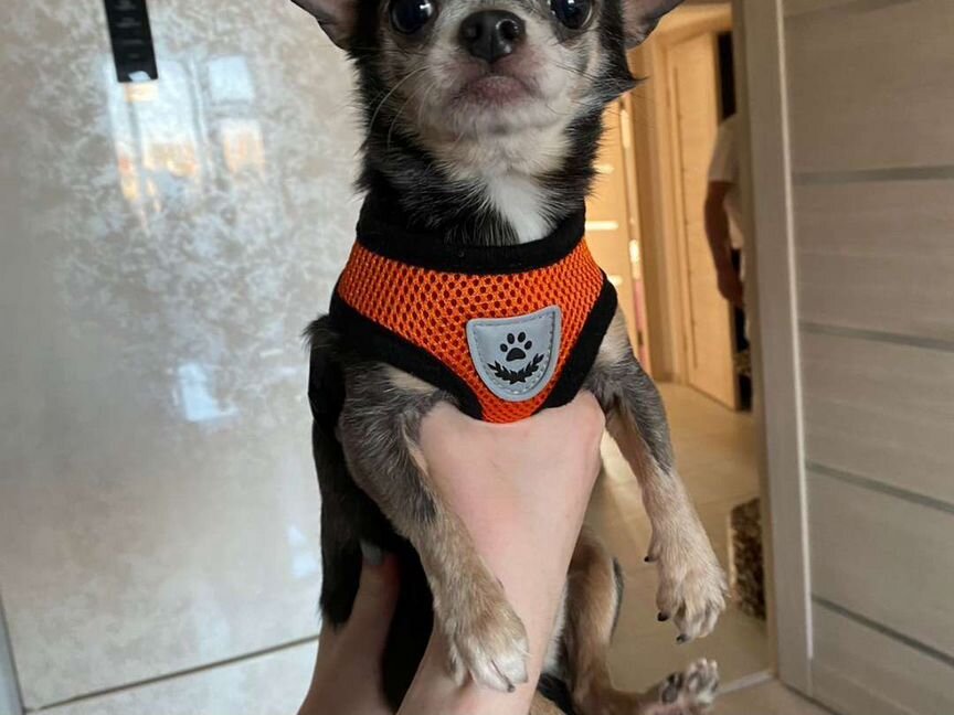 Кобель чихуахуа мини на вязку