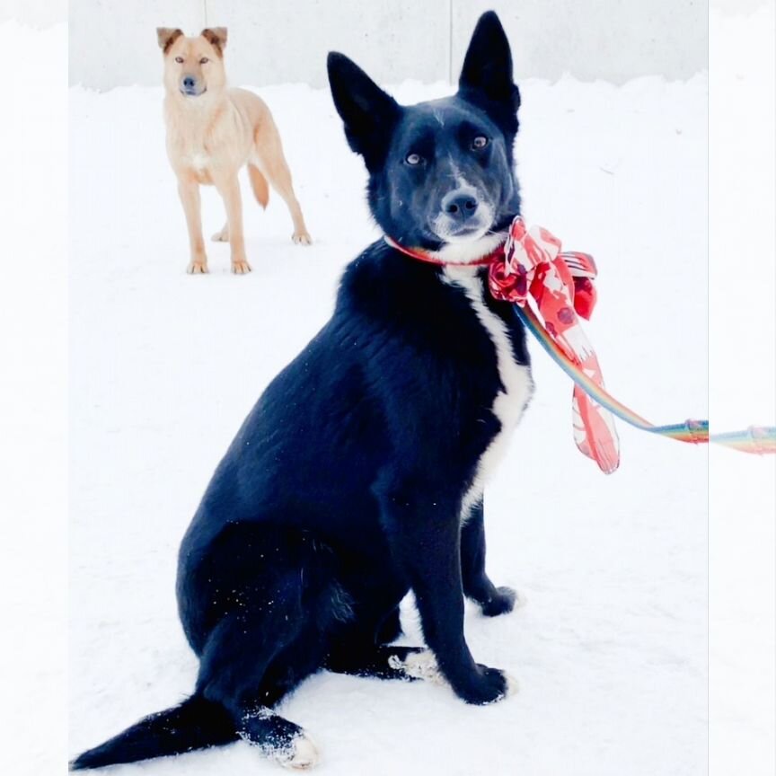 Взрослая собака в добрые руки