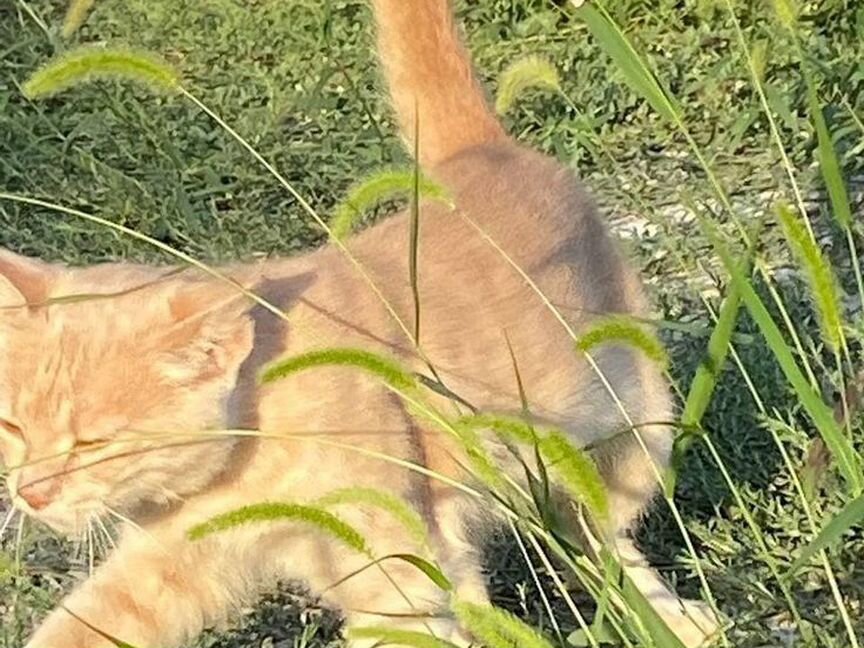 Анатолийская кошка