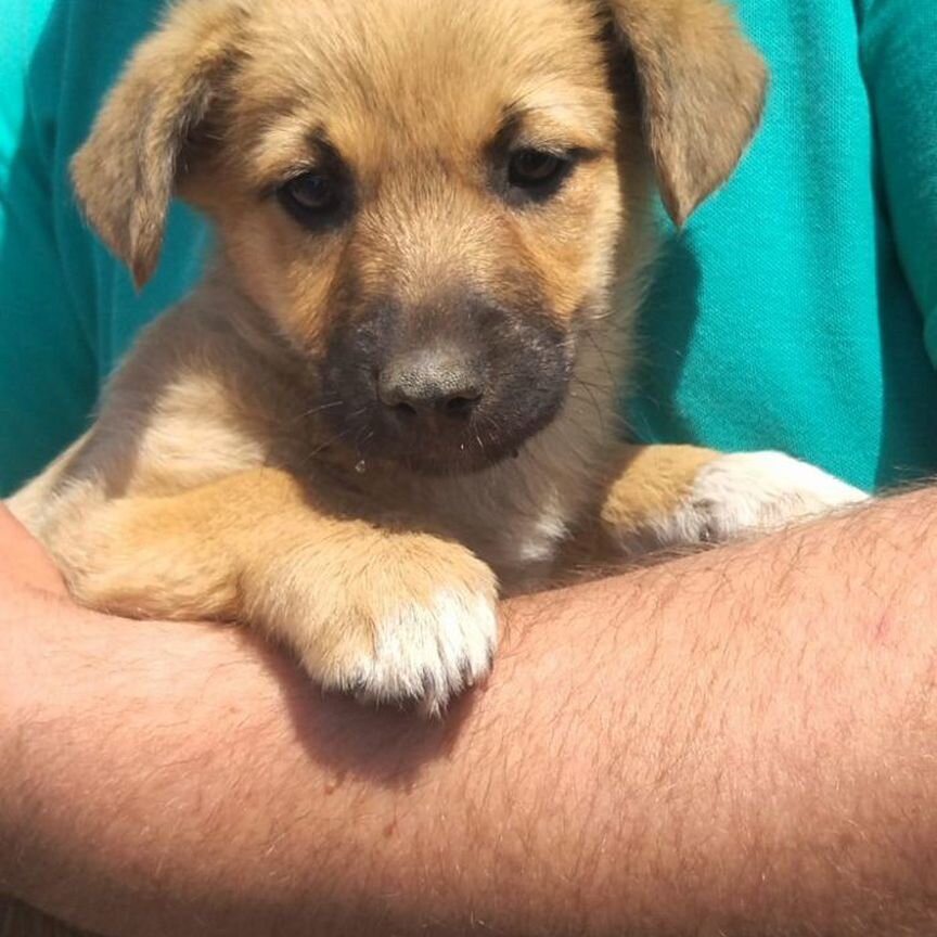 Щенок в добрые руки