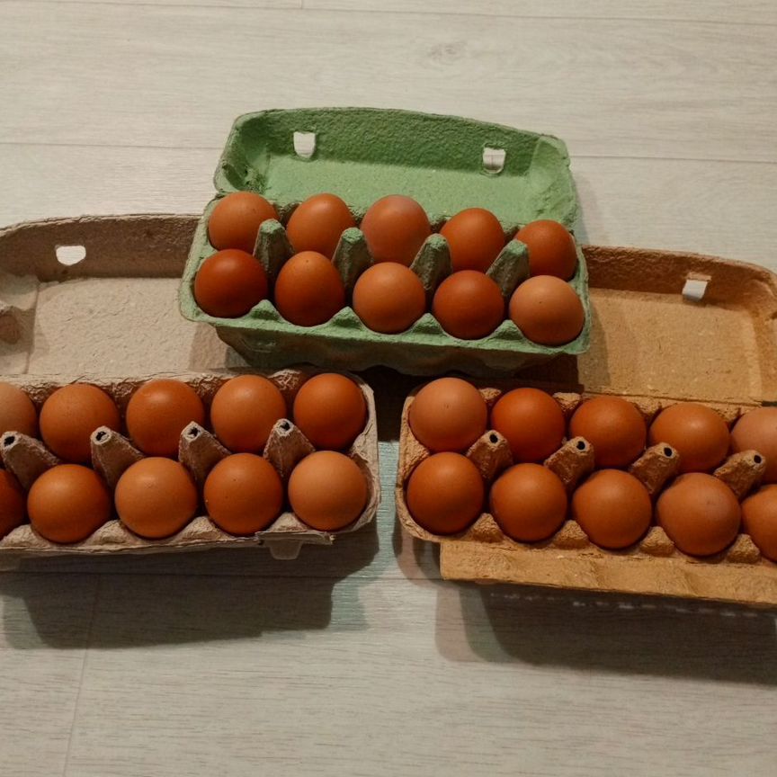 Домашние куриные яйца