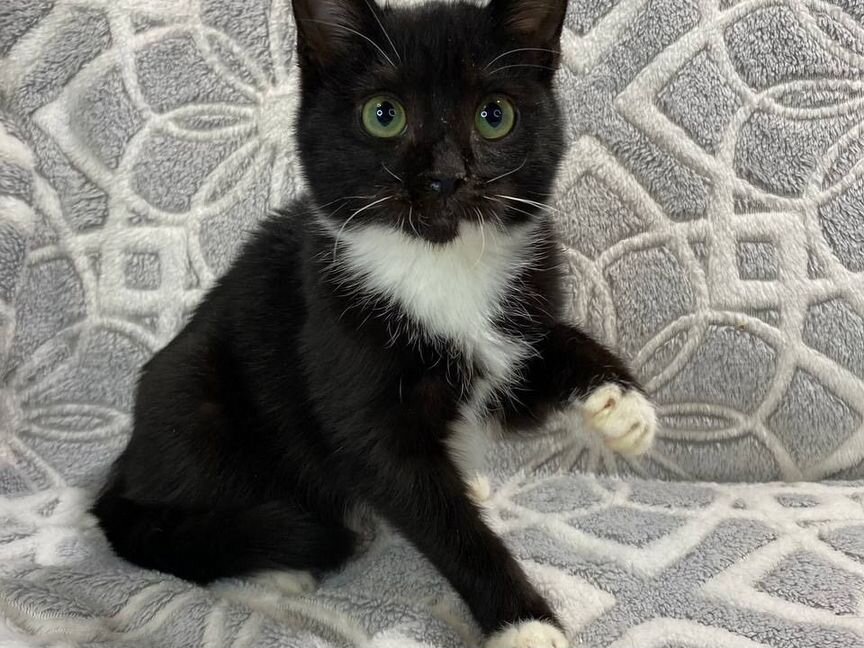 Кошечка в добрые руки