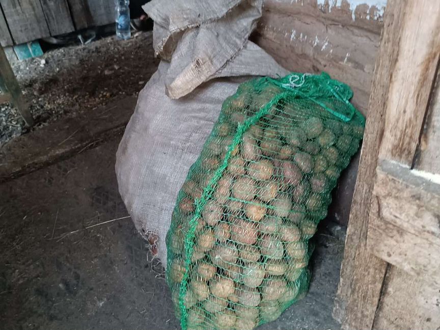 Картошка на корм скоту