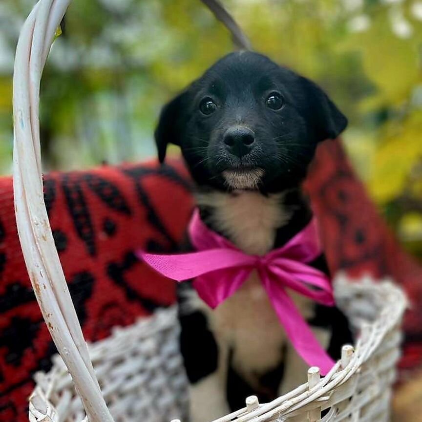 Молли ищет семью