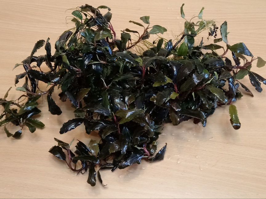 Растение буцифаландра