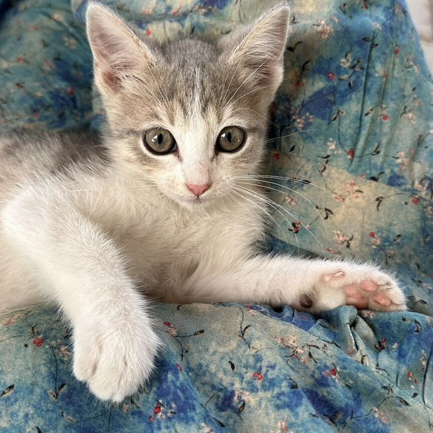 Умный котёнок в добрые руки