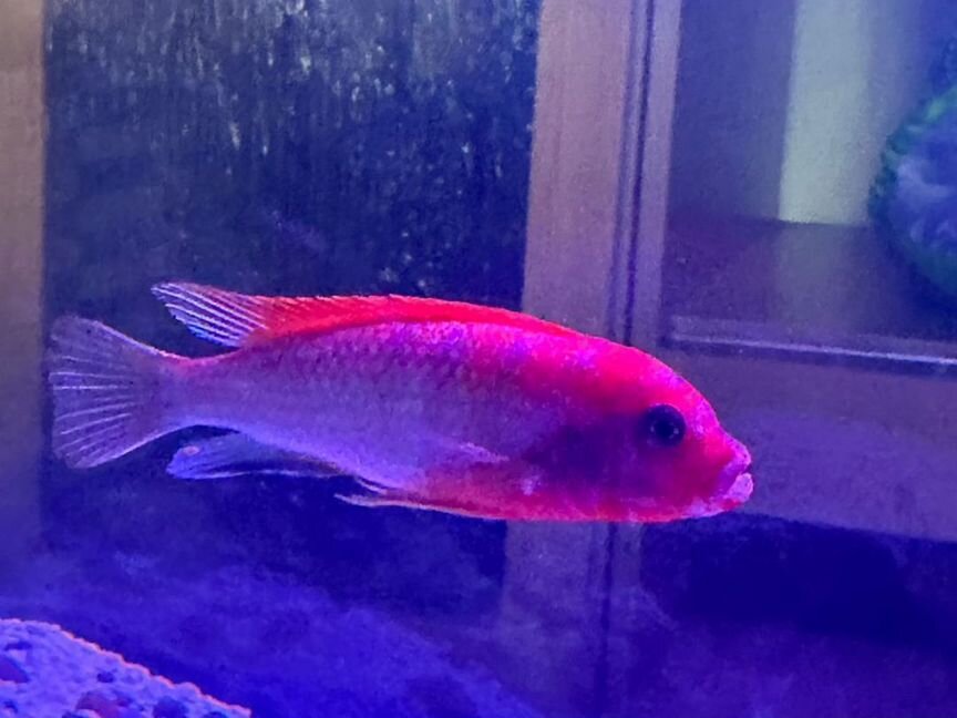 Африканские Цихлиды