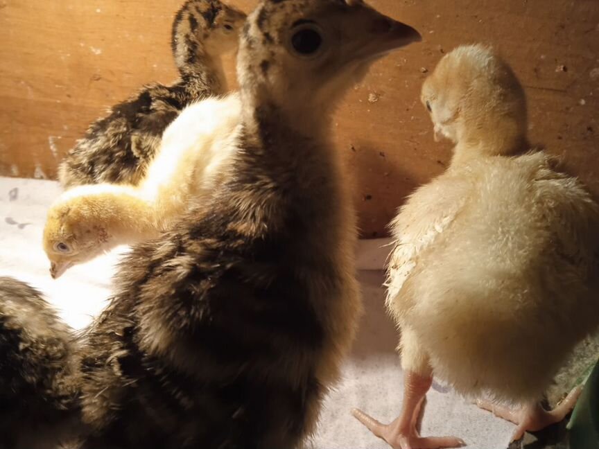 Индюшата подрощенные