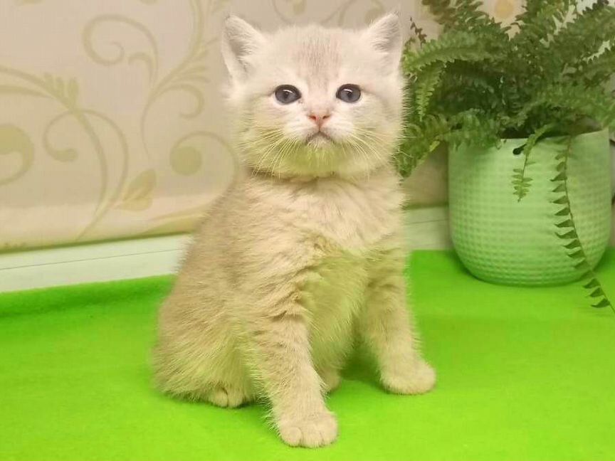 Британский котенок шиншилленок